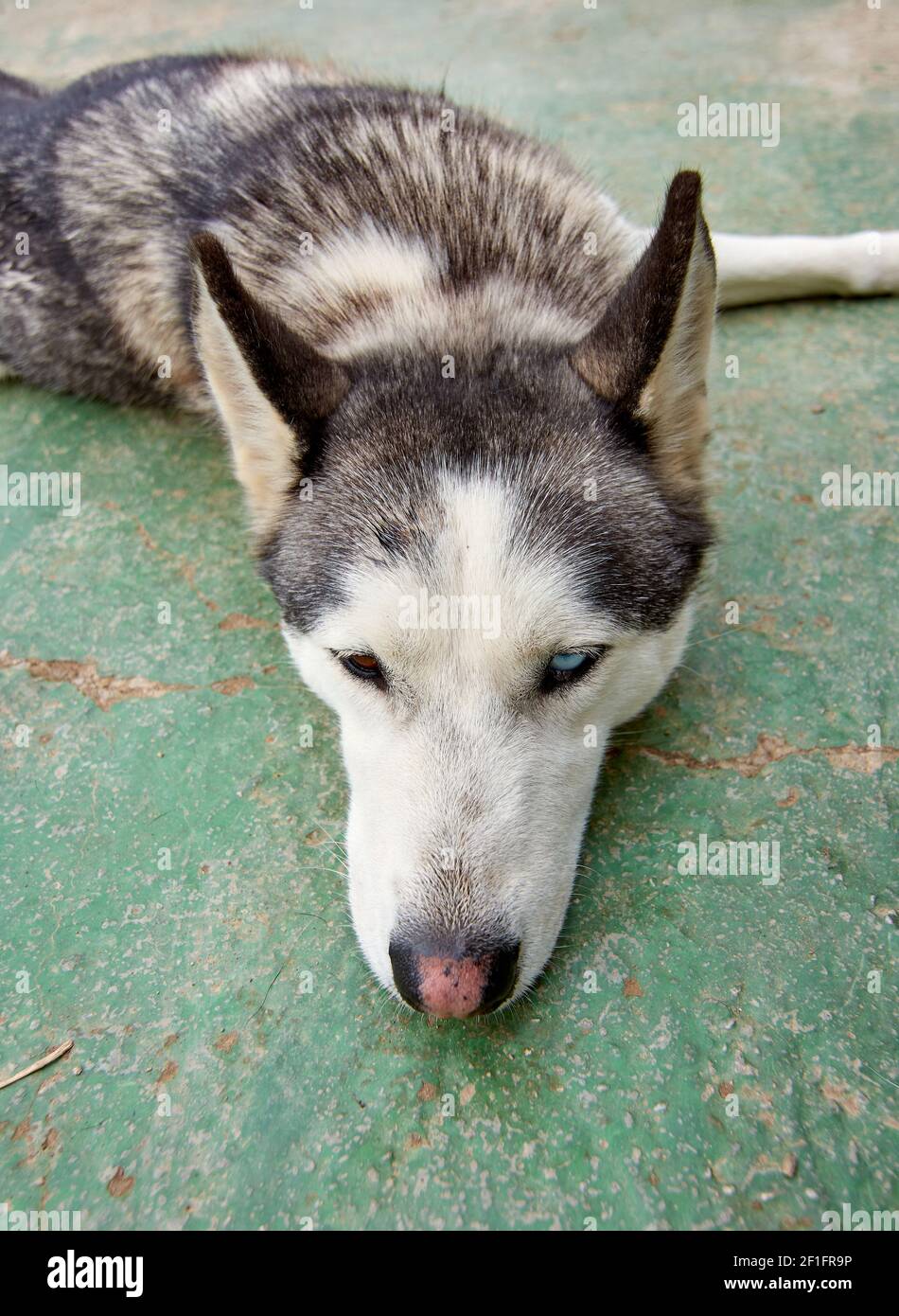 Vertical shot cute husky hi-res stock photography and images - Alamy
