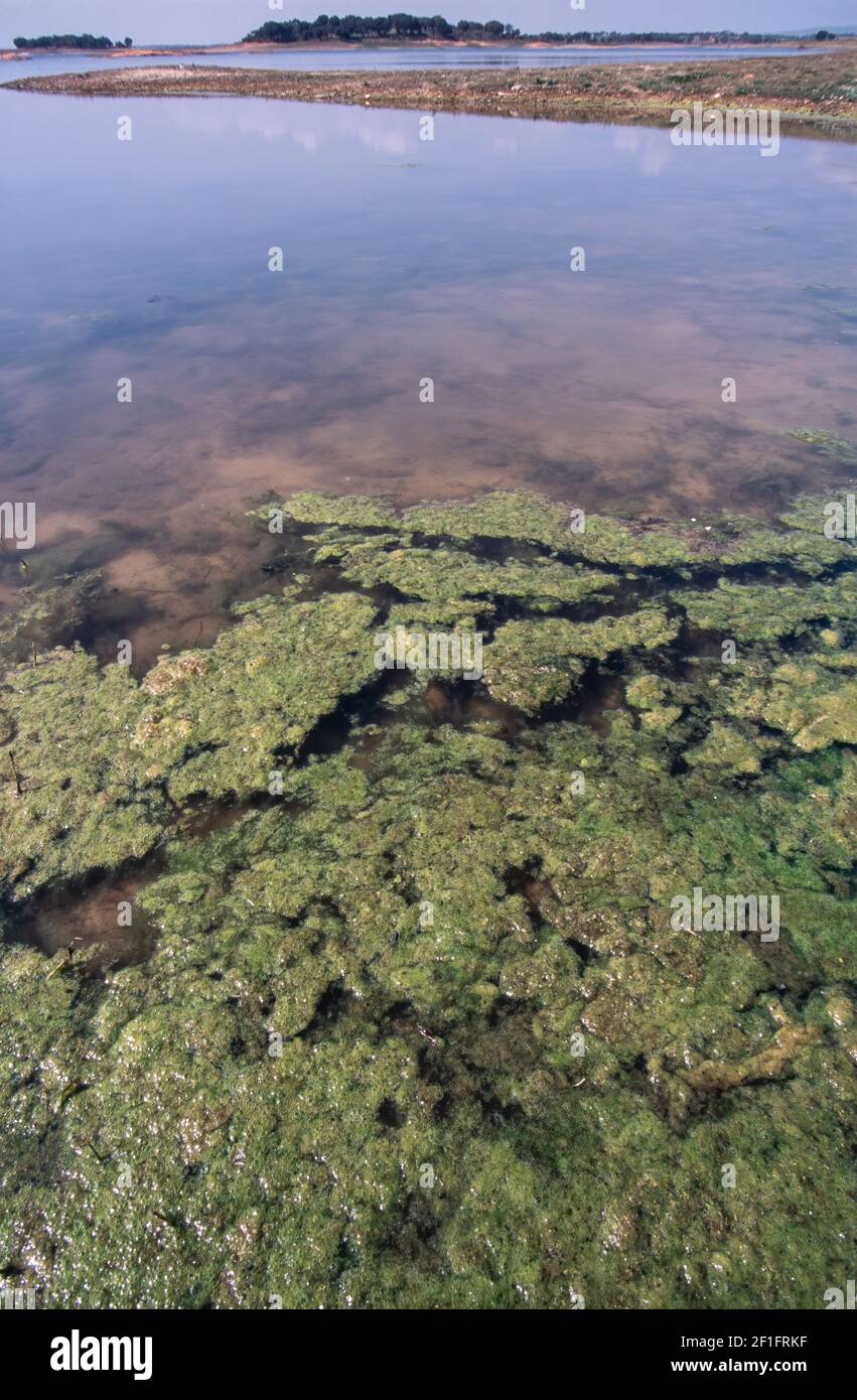 Eutrophication High Resolution Stock Photography and Images - Alamy