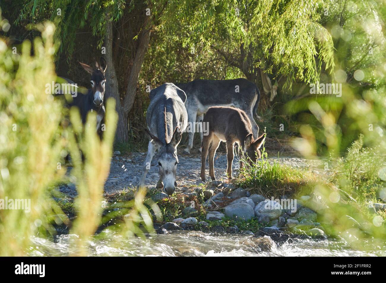 cute little baby donkey foal standing together with its family on river ...