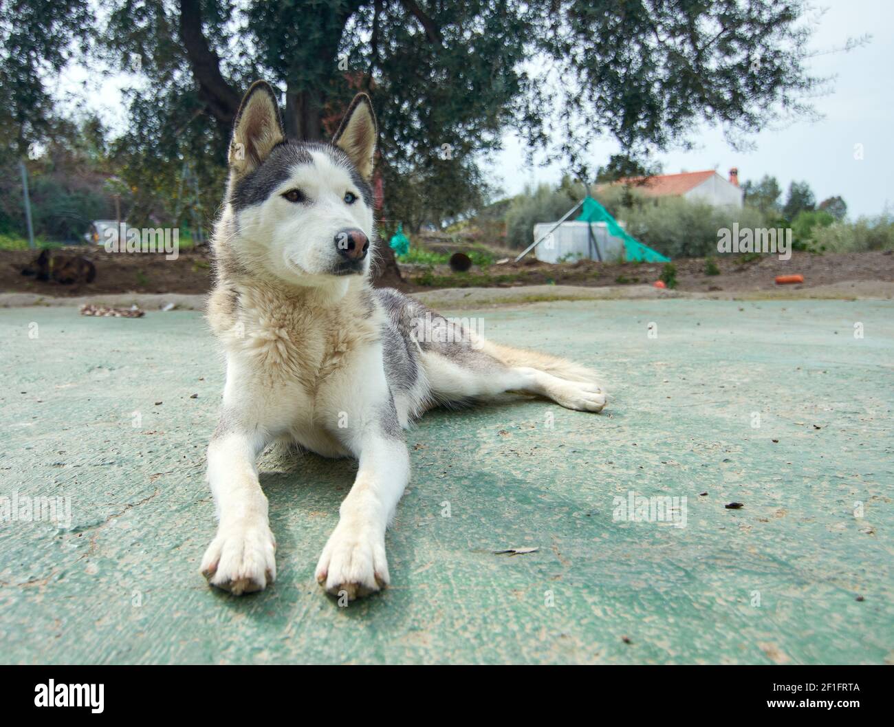 A closeup shot of a cute Siberian Husky lying outdoor Stock Photo - Alamy