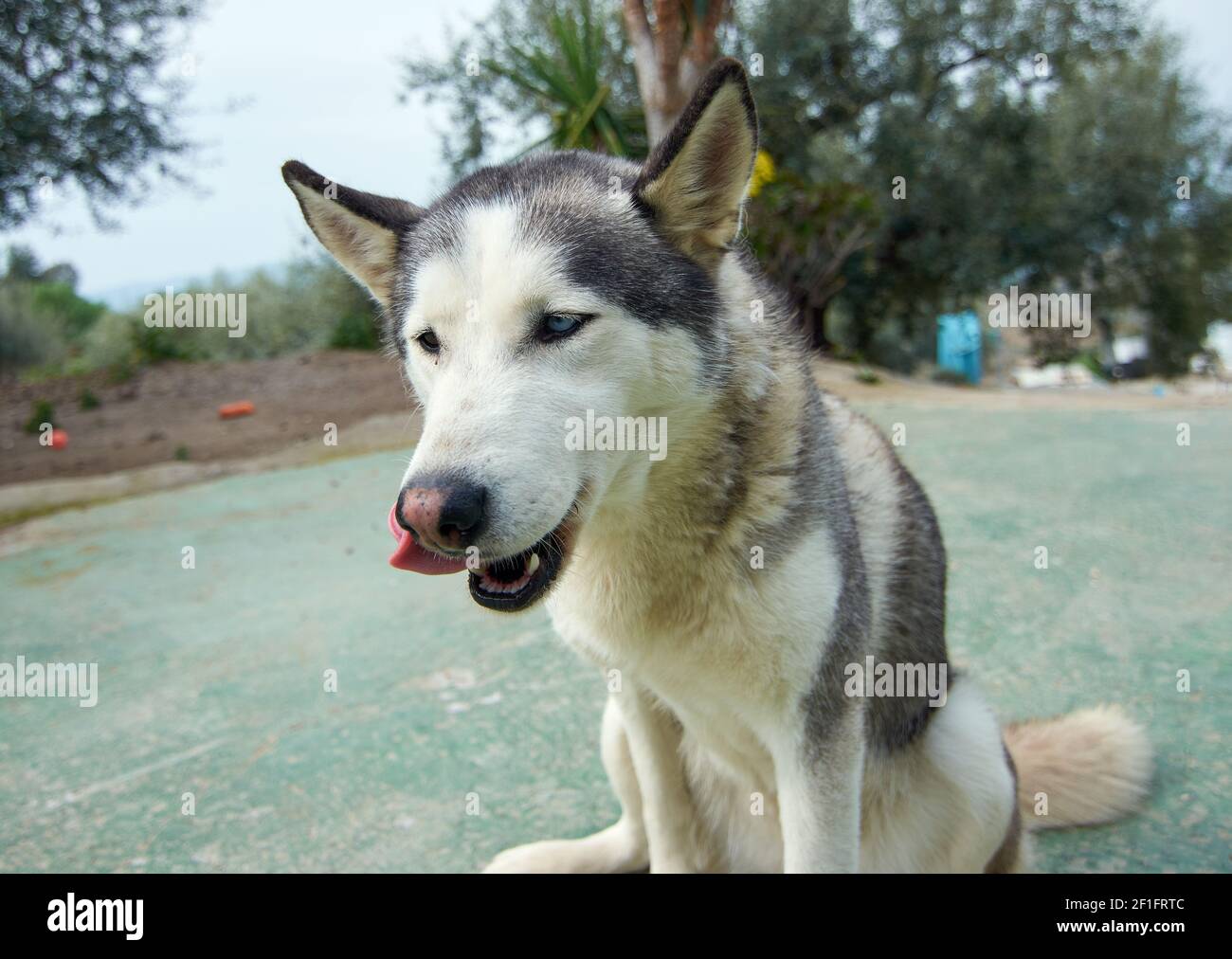 A closeup shot of a cute Siberian Husky sitting outdoor Stock Photo - Alamy