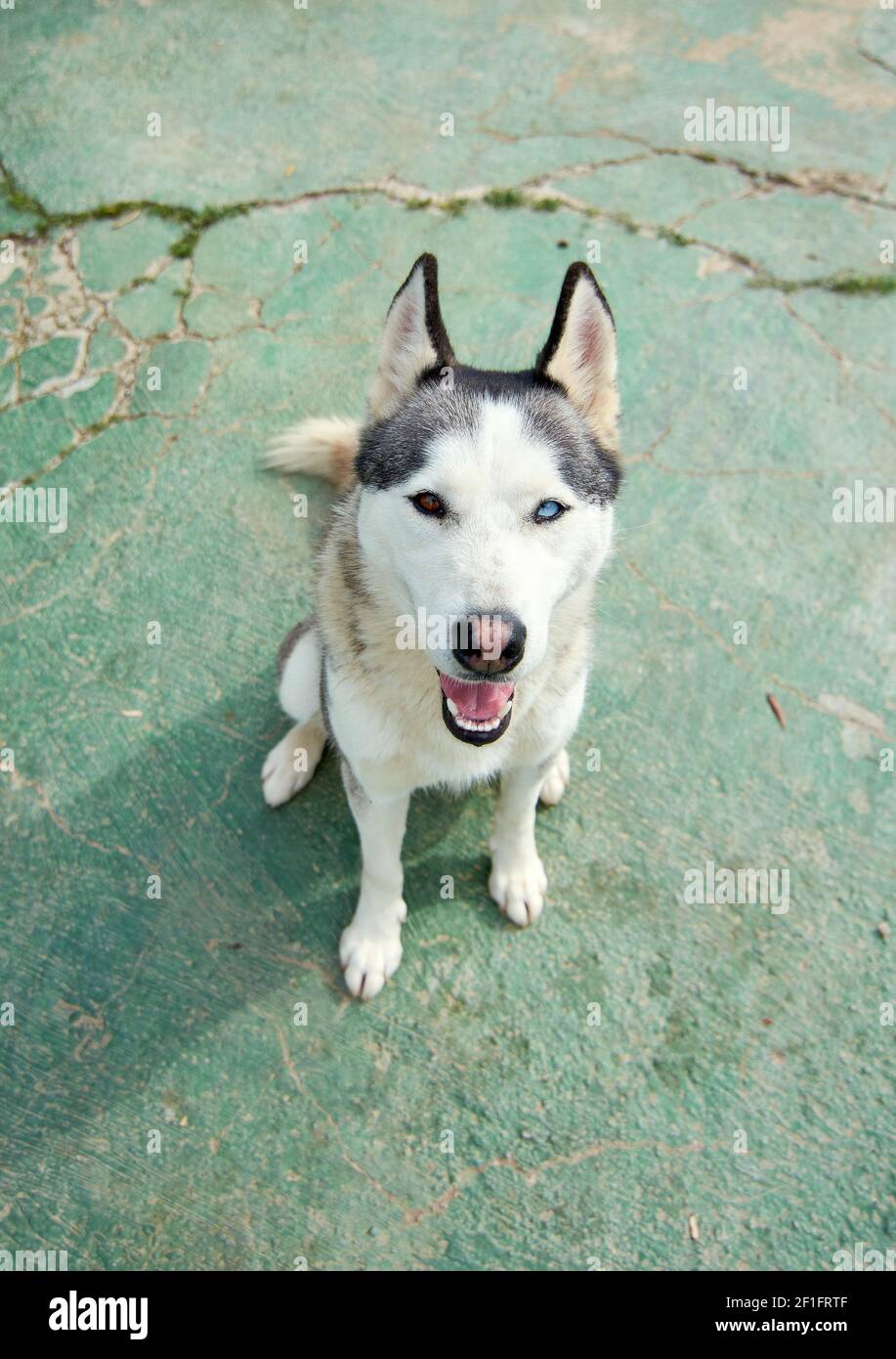 A high angle shot of a cute Siberian Husky sitting outdoor Stock Photo ...