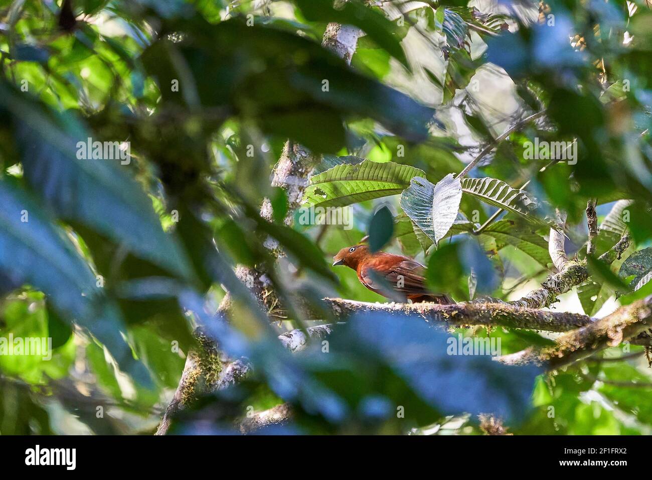 female Andean cock of the rock, Rupicola peruvianus, also tunki, is a ...