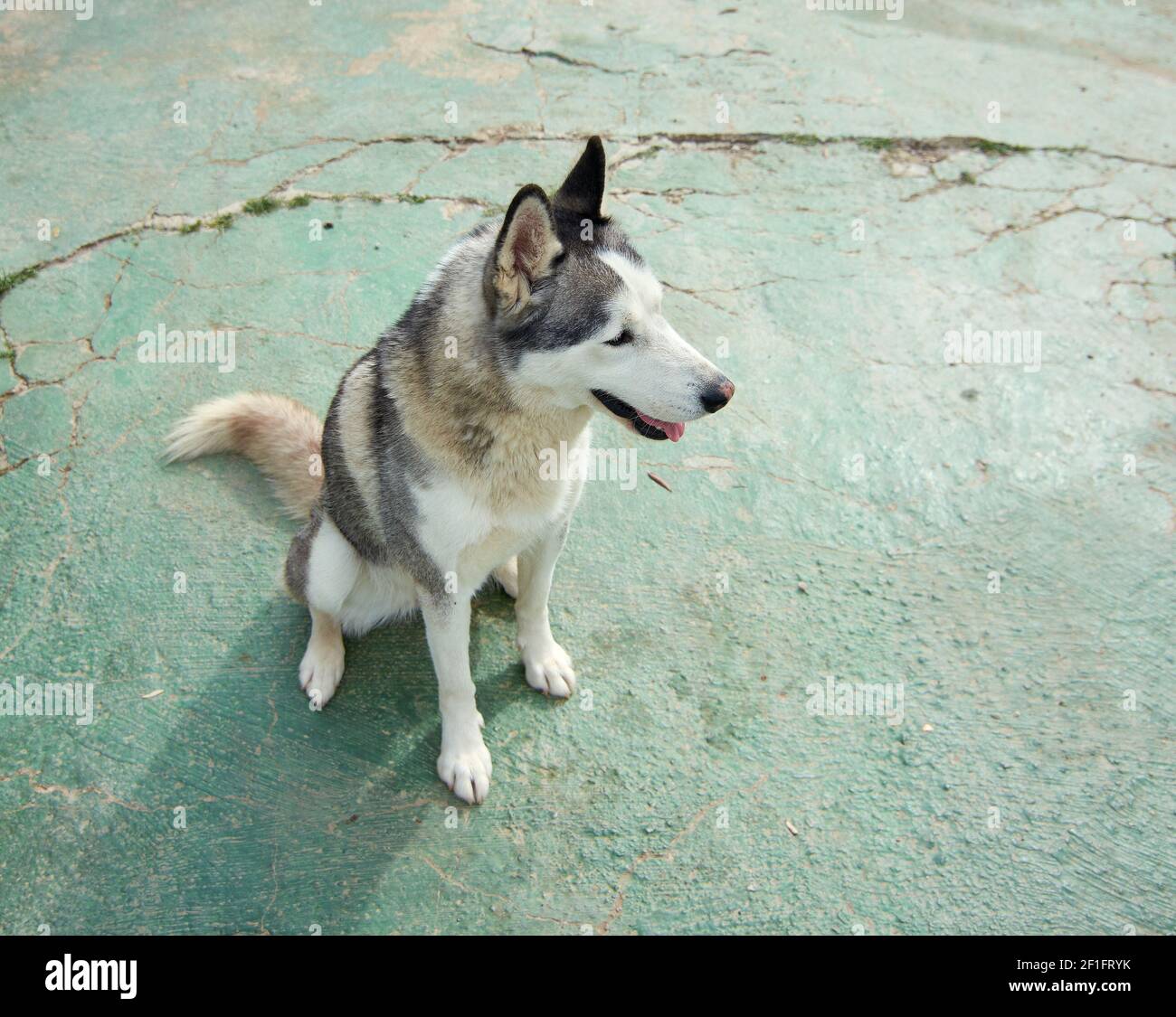 A high angle shot of a cute Siberian Husky sitting outdoor Stock Photo ...