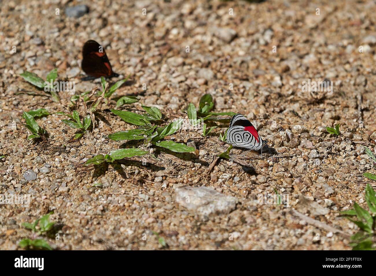 Diaethria anna, also known as Annas eighty eight, is a beautiful and ...
