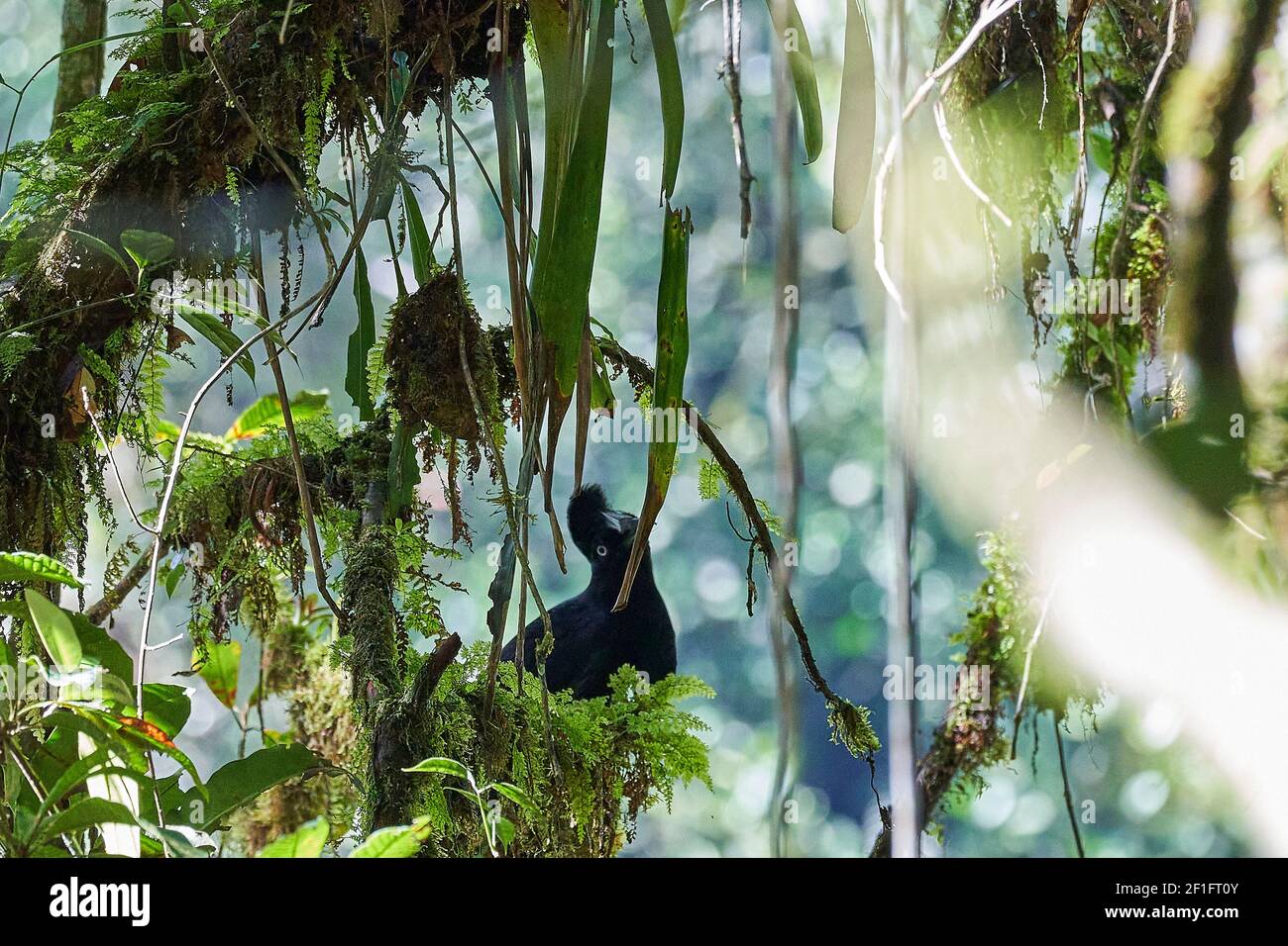 Umbrellabird hi-res stock photography and images - Alamy