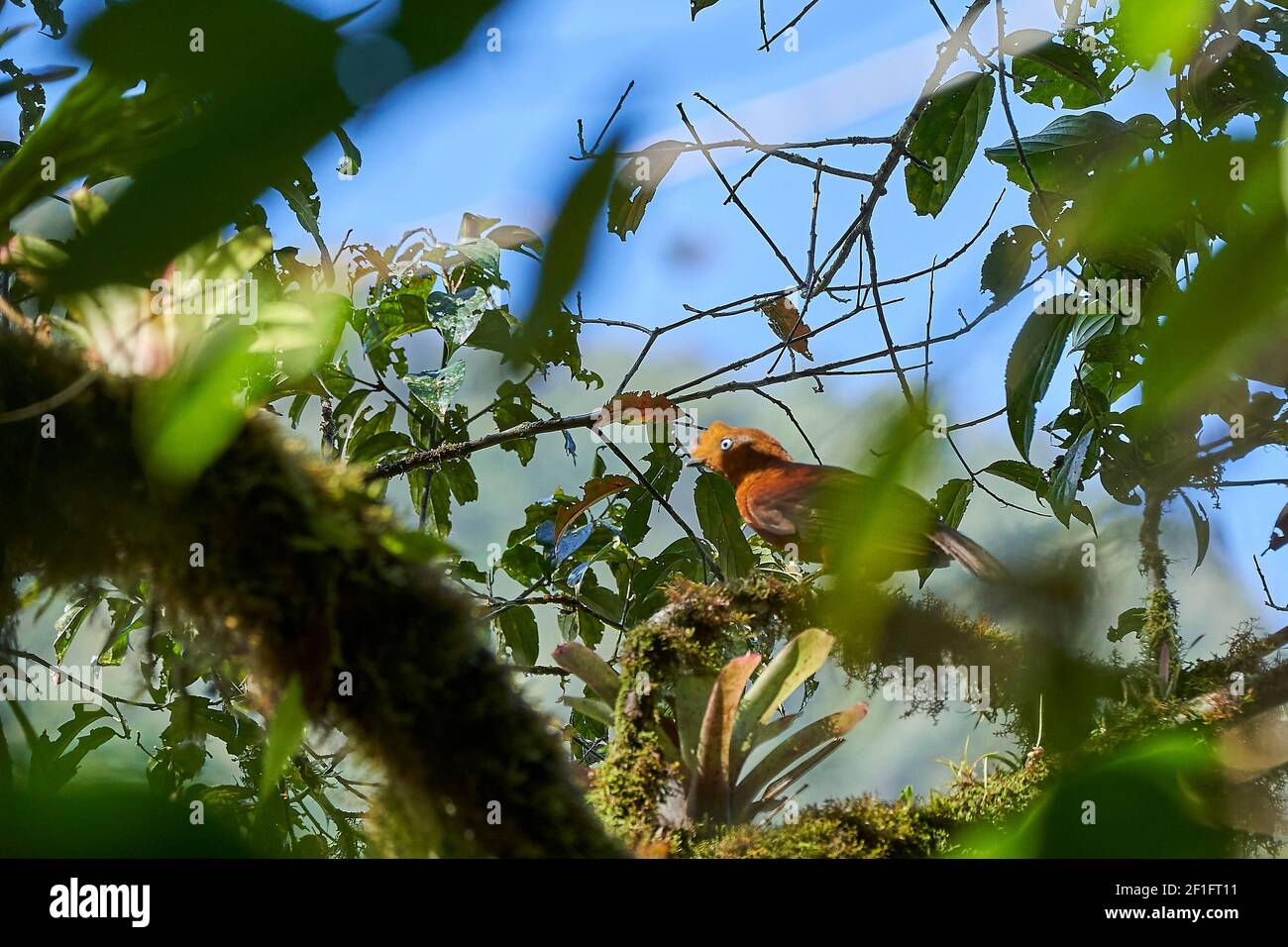 female Andean cock of the rock, Rupicola peruvianus, also tunki, is a ...