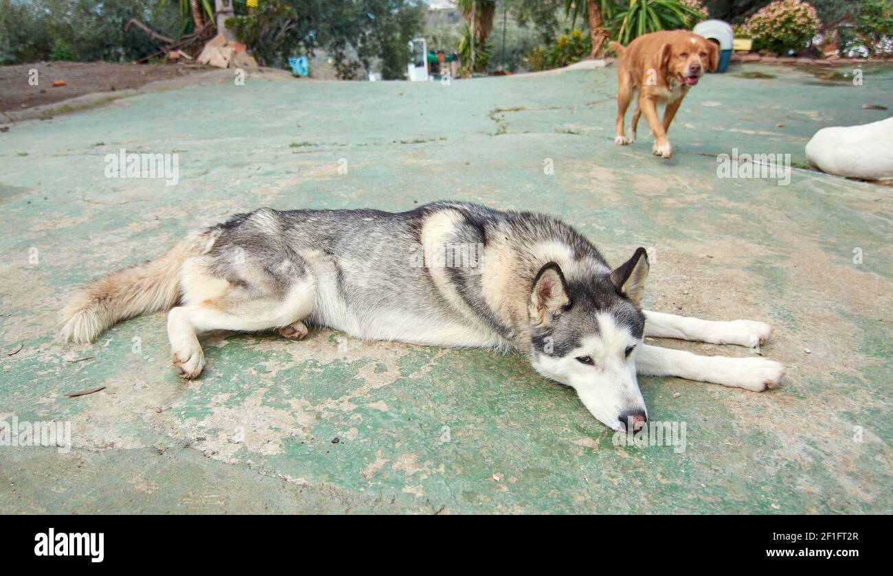 A closeup shot of a cute Siberian Husky lying outdoor Stock Photo - Alamy