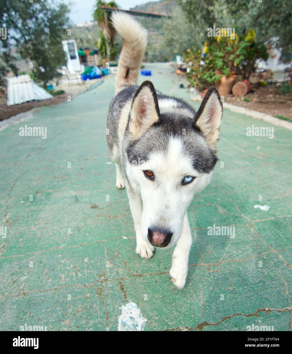 A closeup shot of a cute Siberian Husky walking outdoor Stock Photo - Alamy