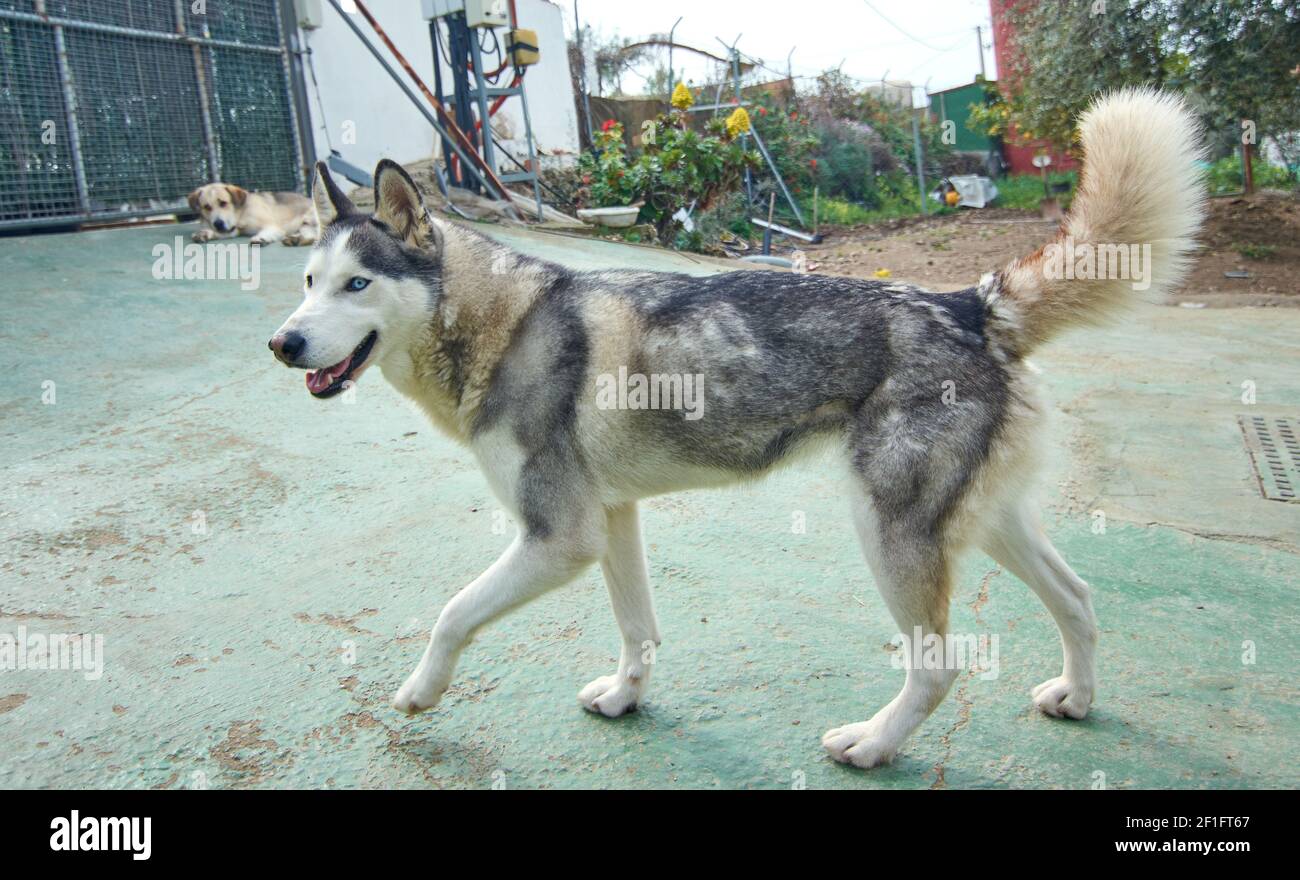 Closeup shot of a cute Siberian Husky walking outdoor Stock Photo - Alamy