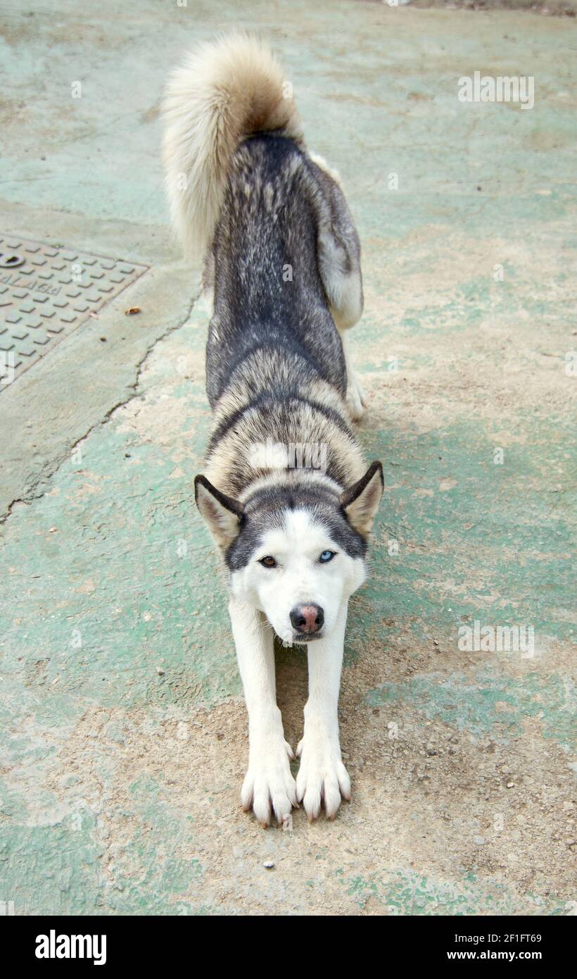 A vertical shot of a cute Siberian Husky lying outdoor Stock Photo - Alamy