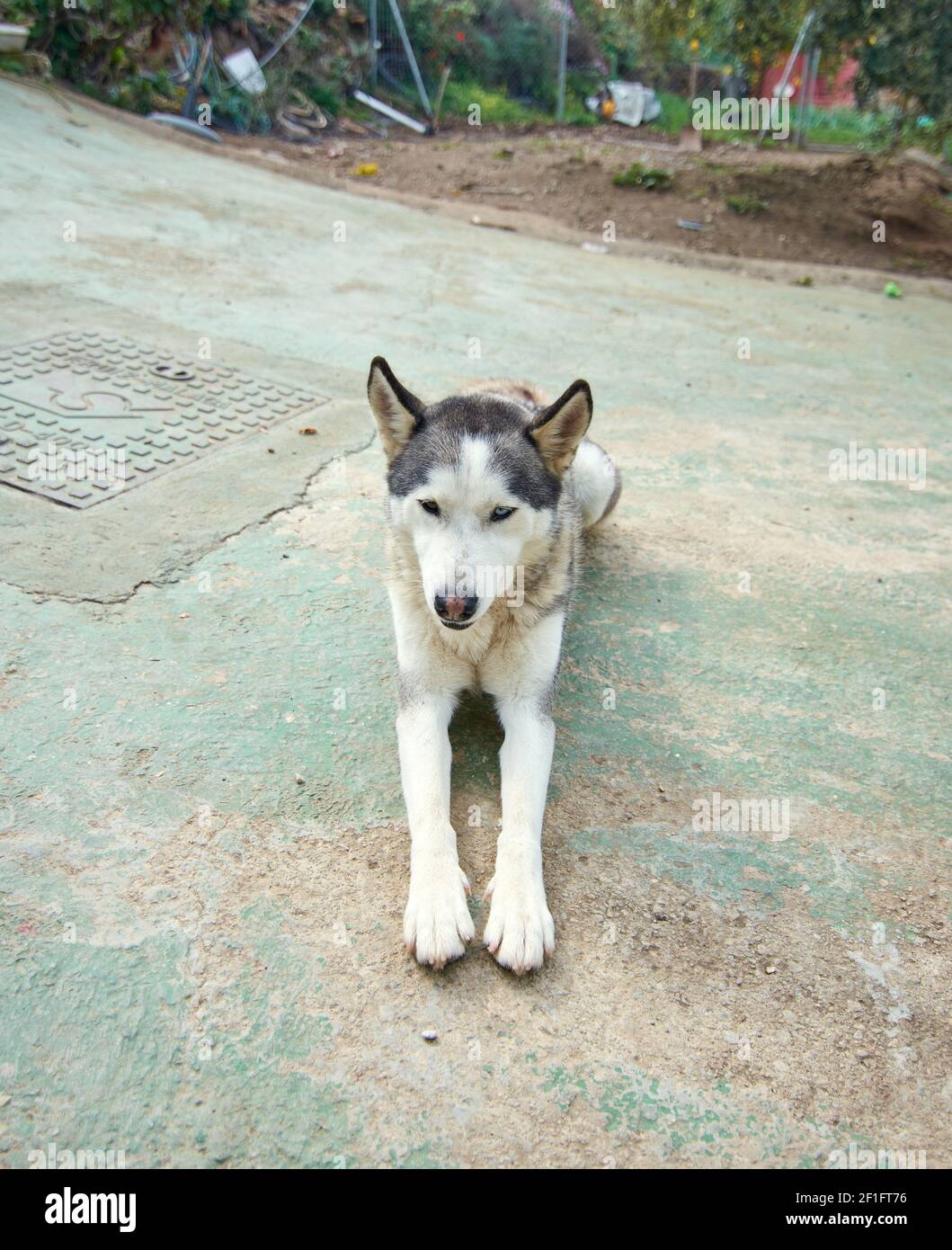 A vertical shot of a cute Siberian Husky lying outdoor Stock Photo - Alamy