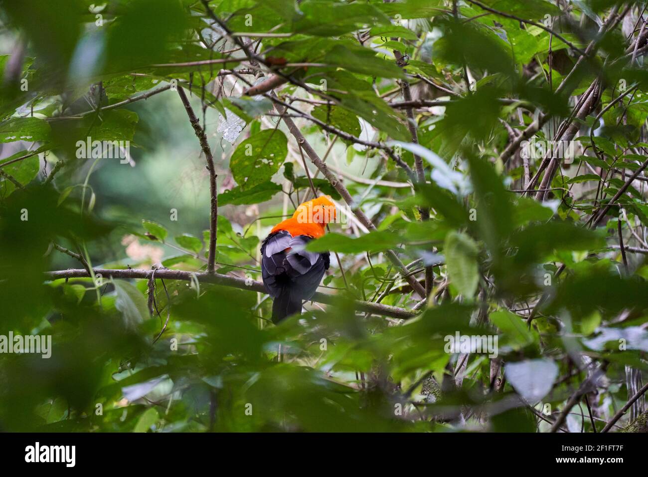 Male Andean cock of the rock, Rupicola peruvianus, also tunki, is a ...