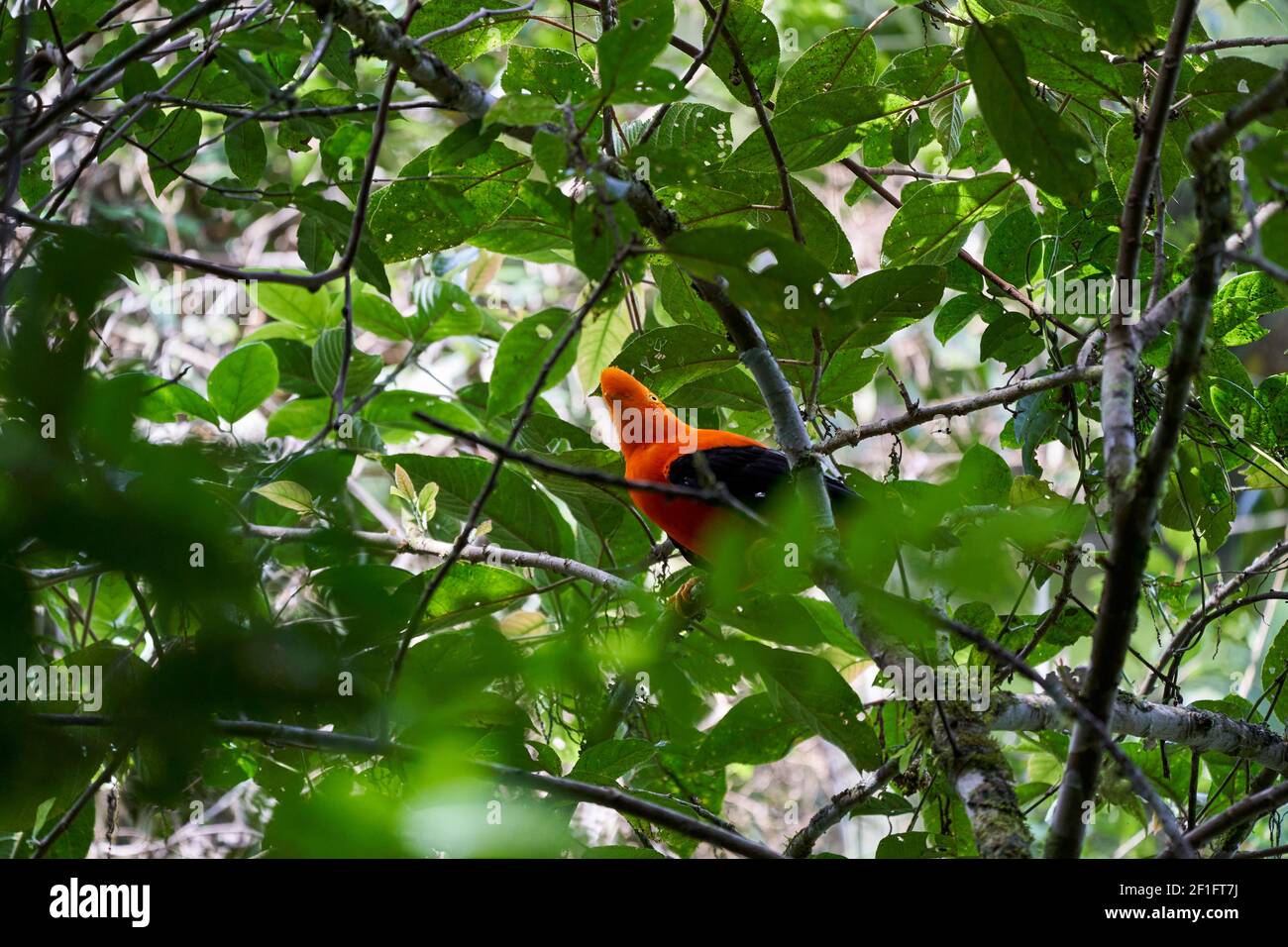 Male Andean cock of the rock, Rupicola peruvianus, also tunki, is a ...