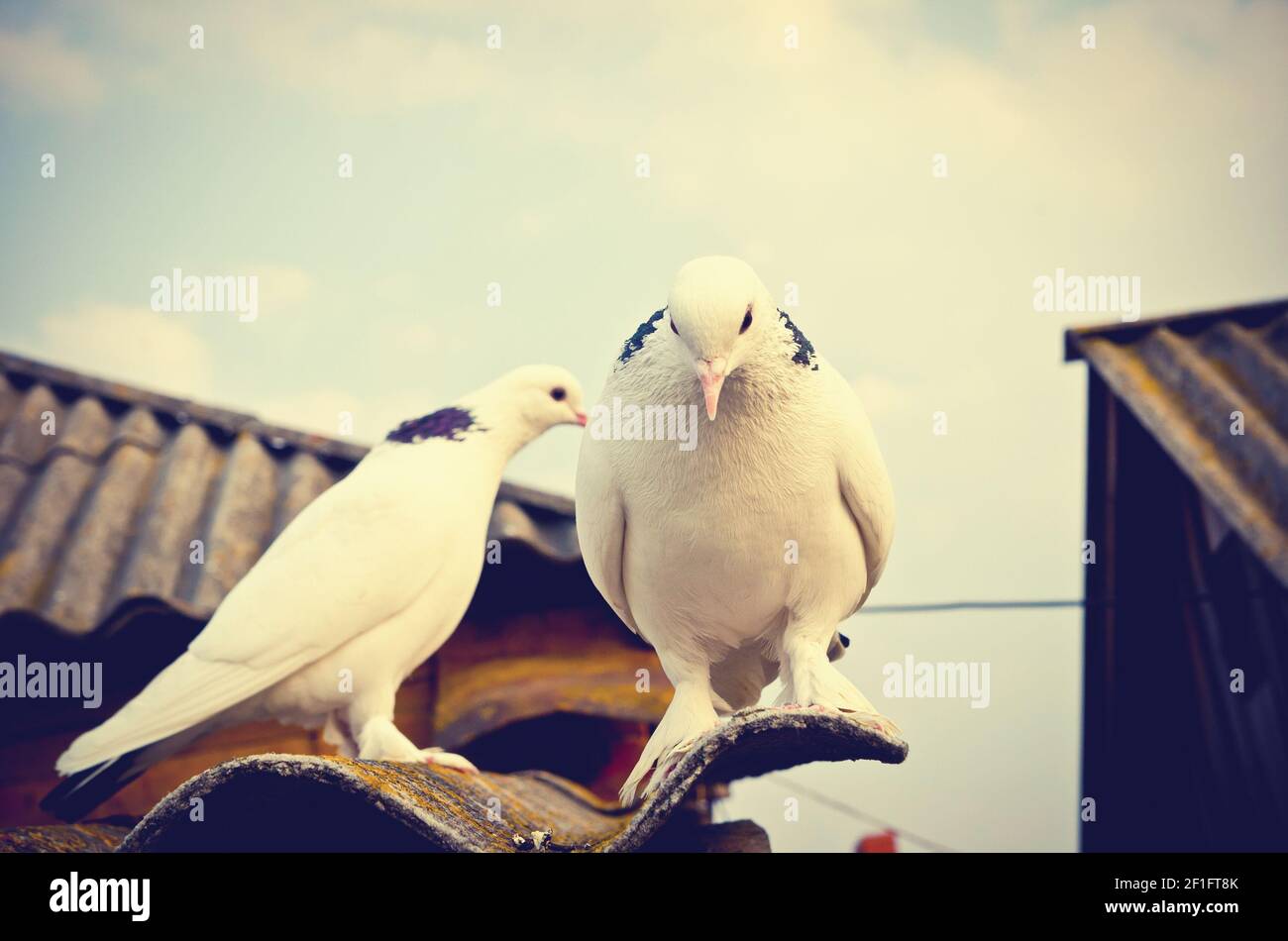 two doves against the blue sky Stock Photo - Alamy