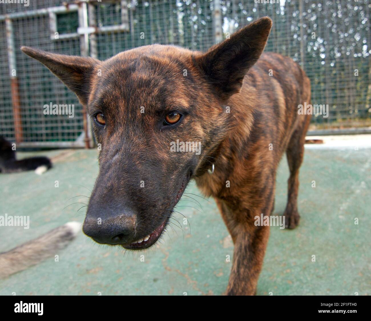 A closeup shot of a cute Dutch Shepherd Dog near a fence Stock Photo ...