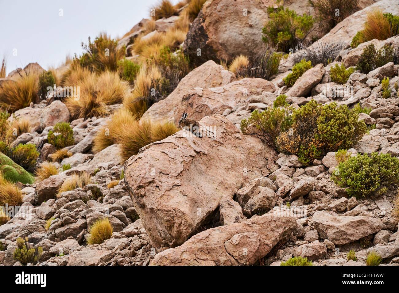 southern viscacha, Lagidium , looks like a crossing of hare and ...