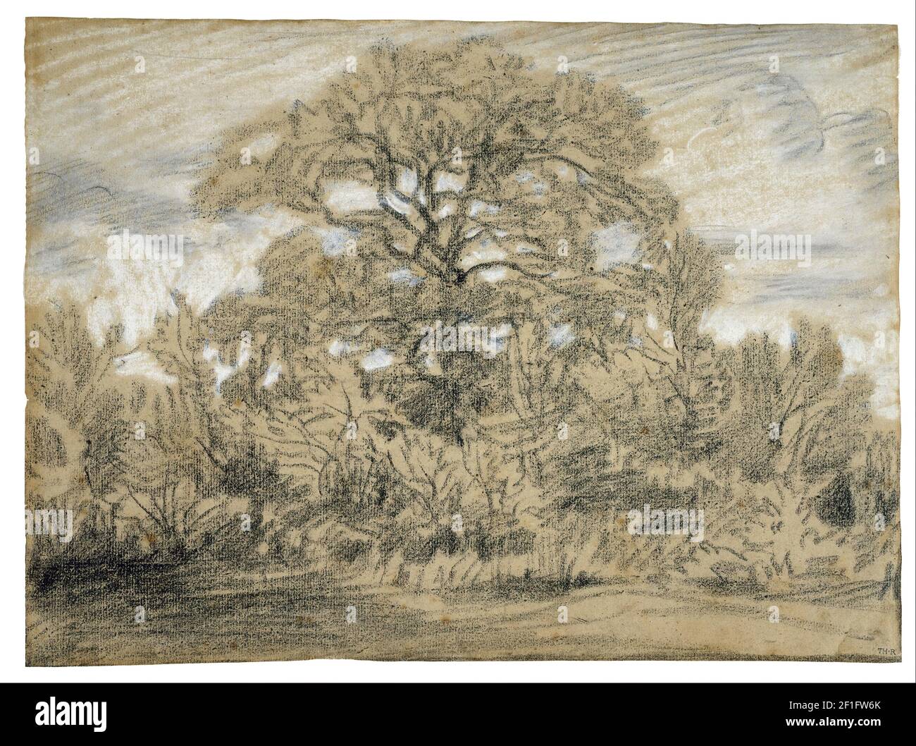 Théodore Rousseau - Study of an Oak Tree Stock Photo - Alamy