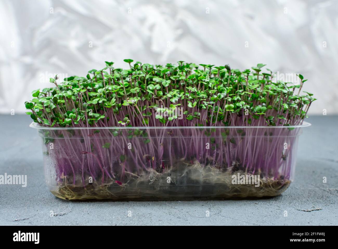 Fresh organic microgreens in a plastic container on a gray background ...