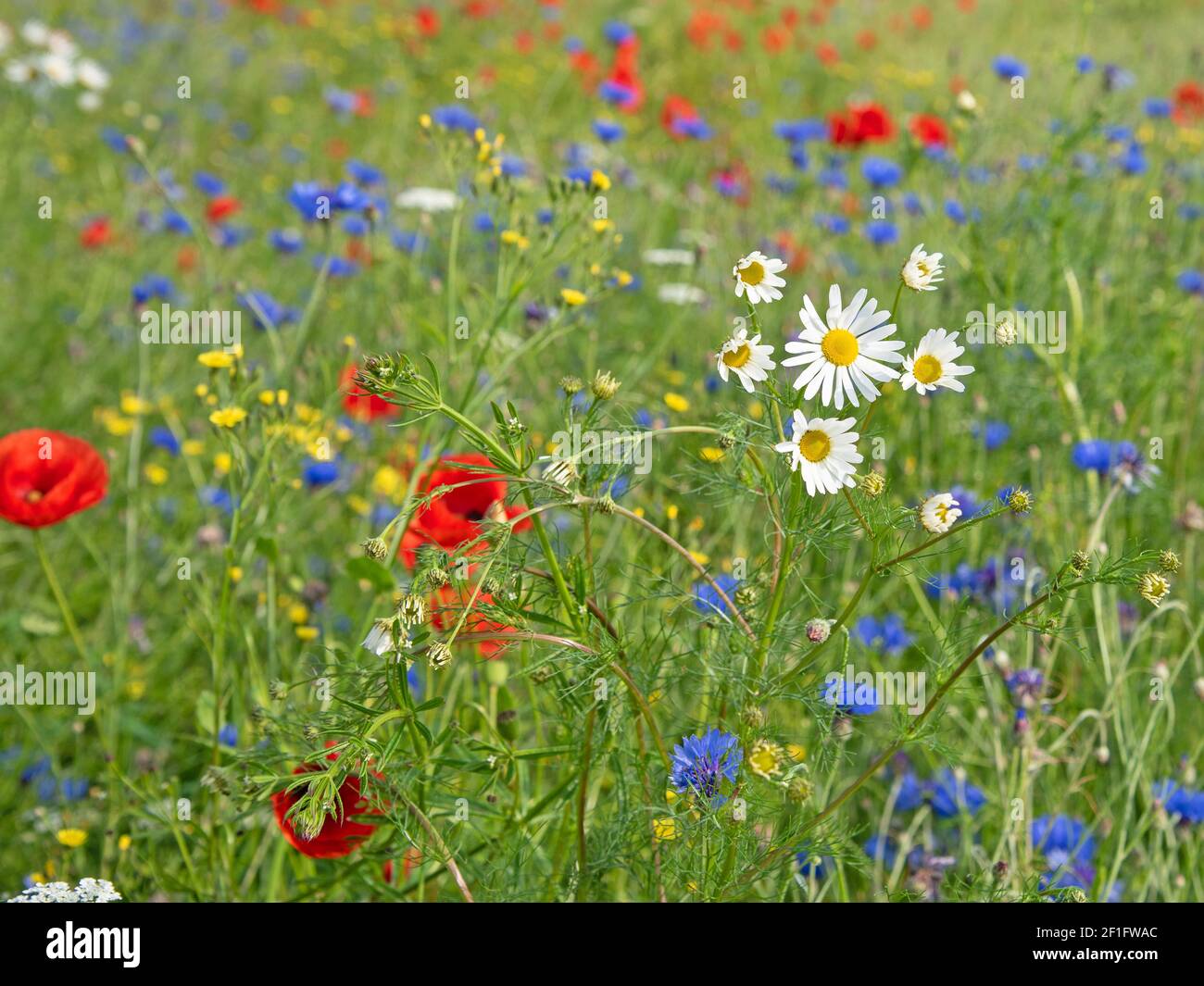 Wildflowers meadow cornflowers field poppy flower hi-res stock ...