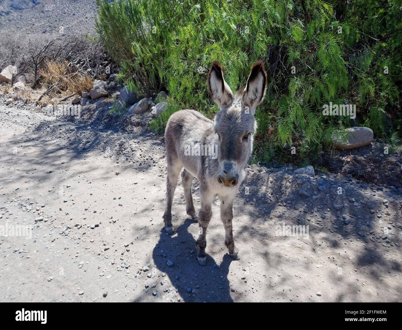 cute little baby donkey foal standing on a gravel road in Peru, South ...