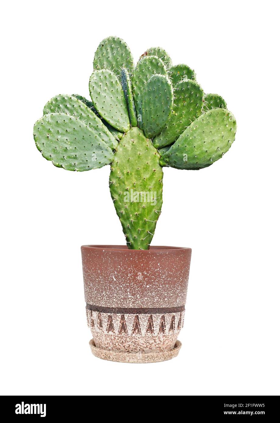 Cactus isolated on white background Stock Photo - Alamy