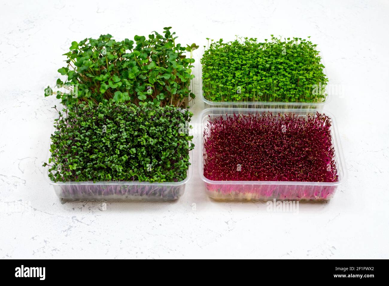 Fresh organic microgreens in a plastic container on a white background ...