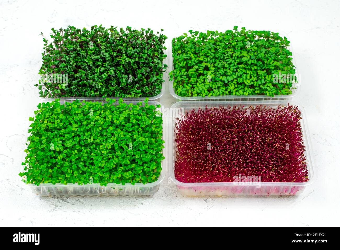 Fresh organic microgreens in a plastic container on a white background ...