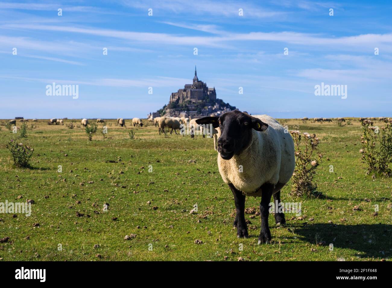 Mont Saint Michel, France - August 29, 2019: Flock of sheep grazing on ...