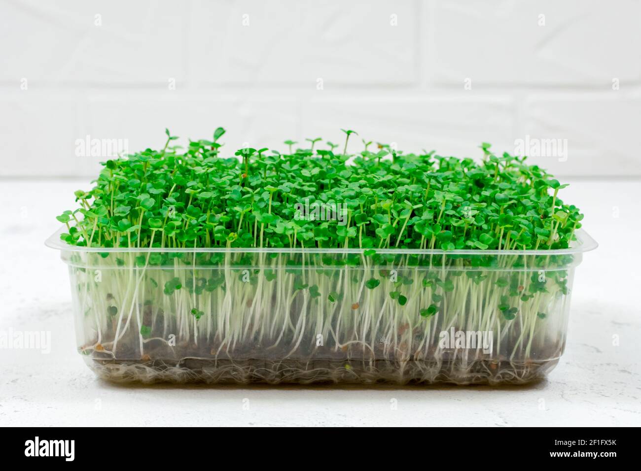 Fresh organic microgreens in a plastic container on a white background ...