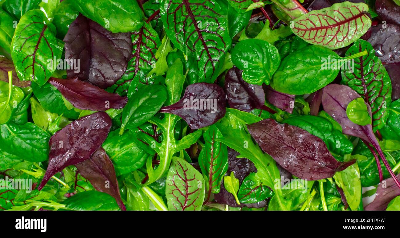 Lettuce mix leaves background. Fresh salad sample with arugula, purple ...