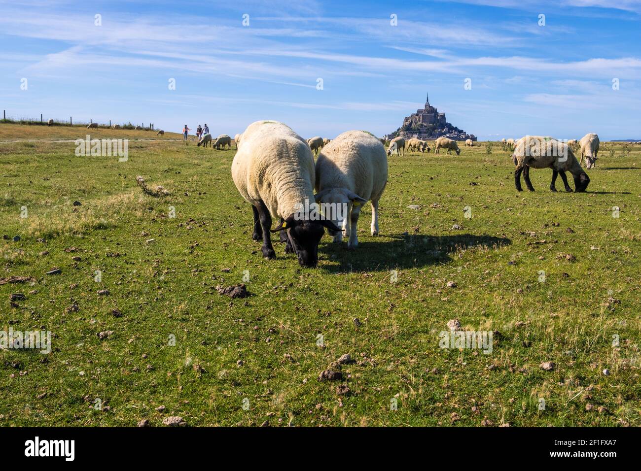 Sheep grazing in front of mont saint michel hi-res stock photography ...