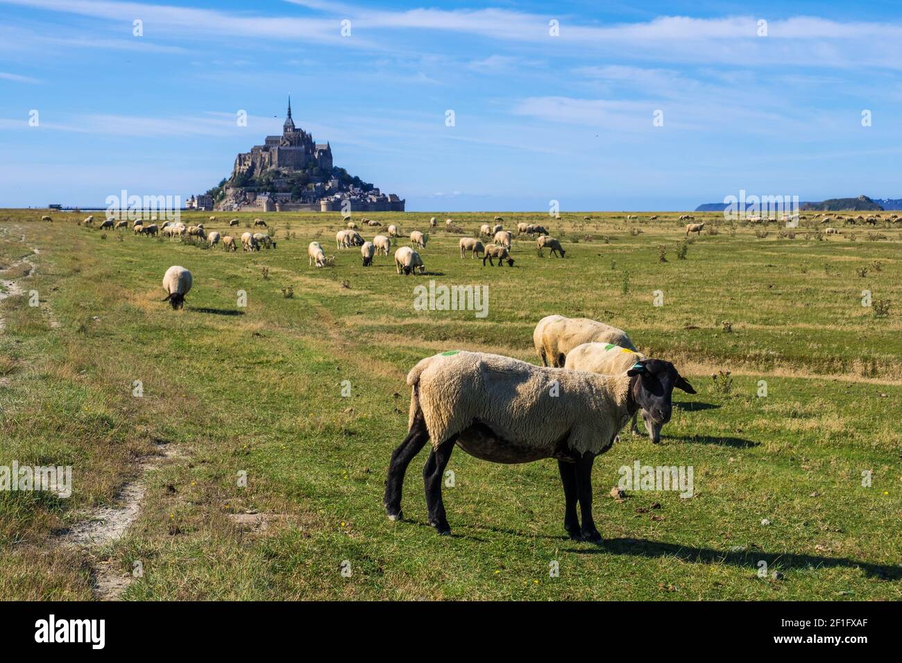 Sheep grazing in front of mont saint michel hi-res stock photography ...