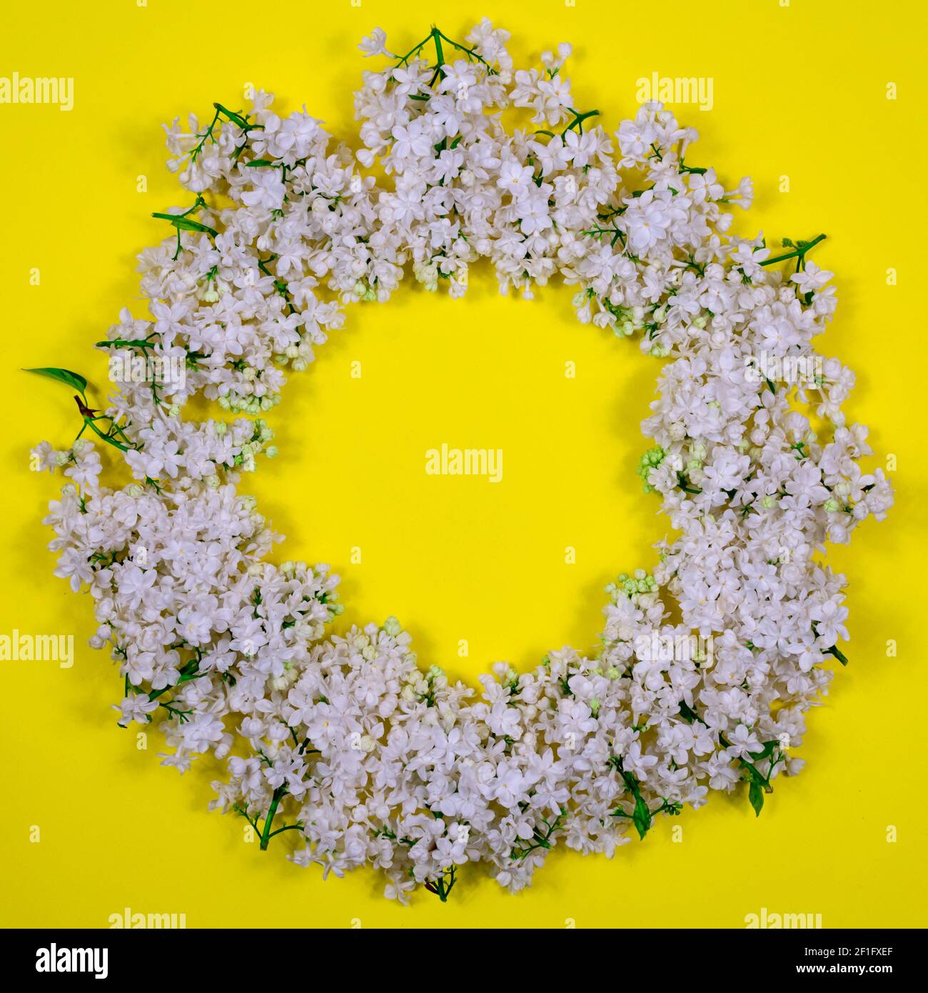 Circle of white lilac flowers on a yellow background. Minimal floral ...
