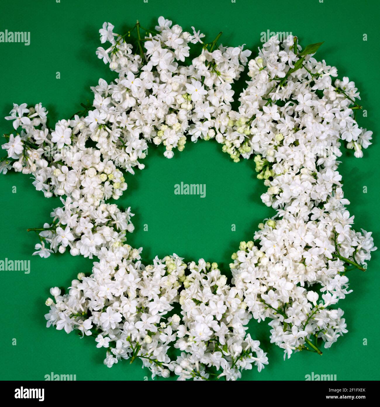 Circle of white lilac flowers on a green background. Minimal floral ...