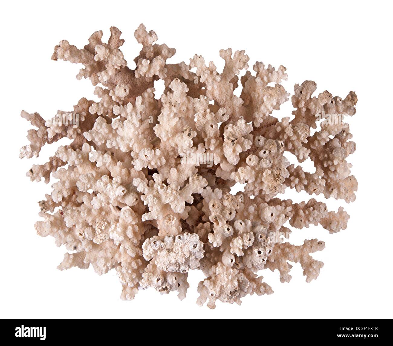 Coral isolated on white background Stock Photo - Alamy