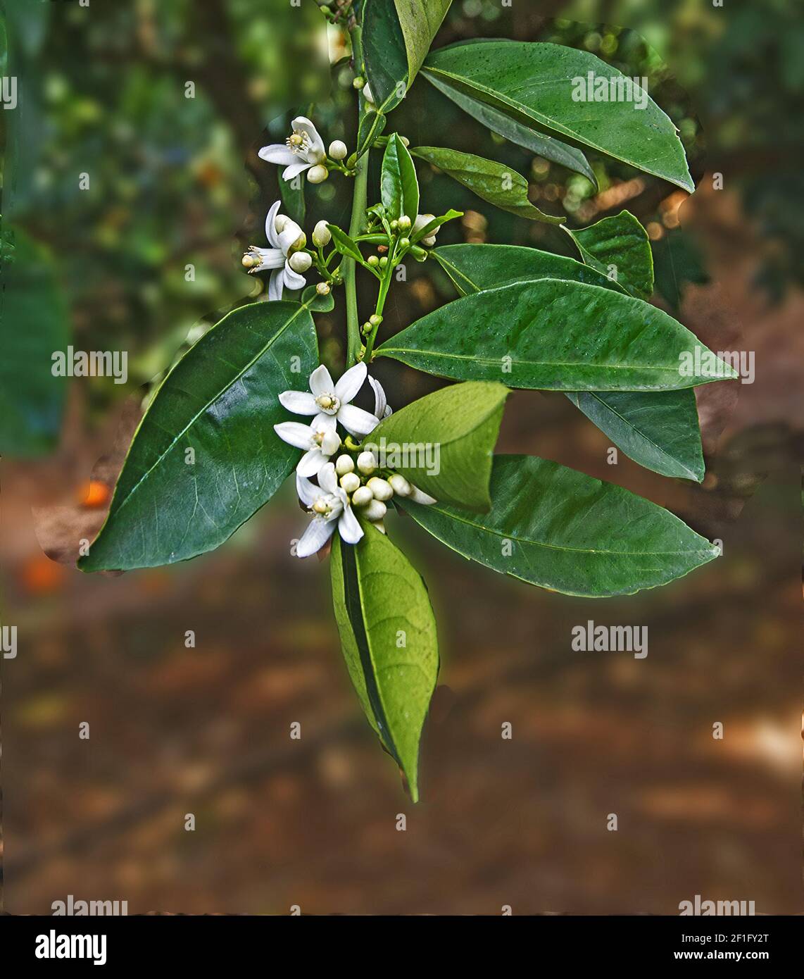 close up of citrus flowers Stock Photo - Alamy
