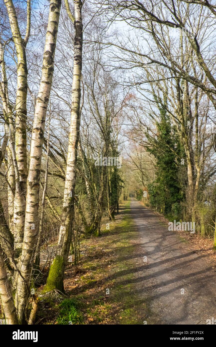 The Ystwyth Trail,a 21 mile,34 kilometer,multi-use trail,used, by dog ...