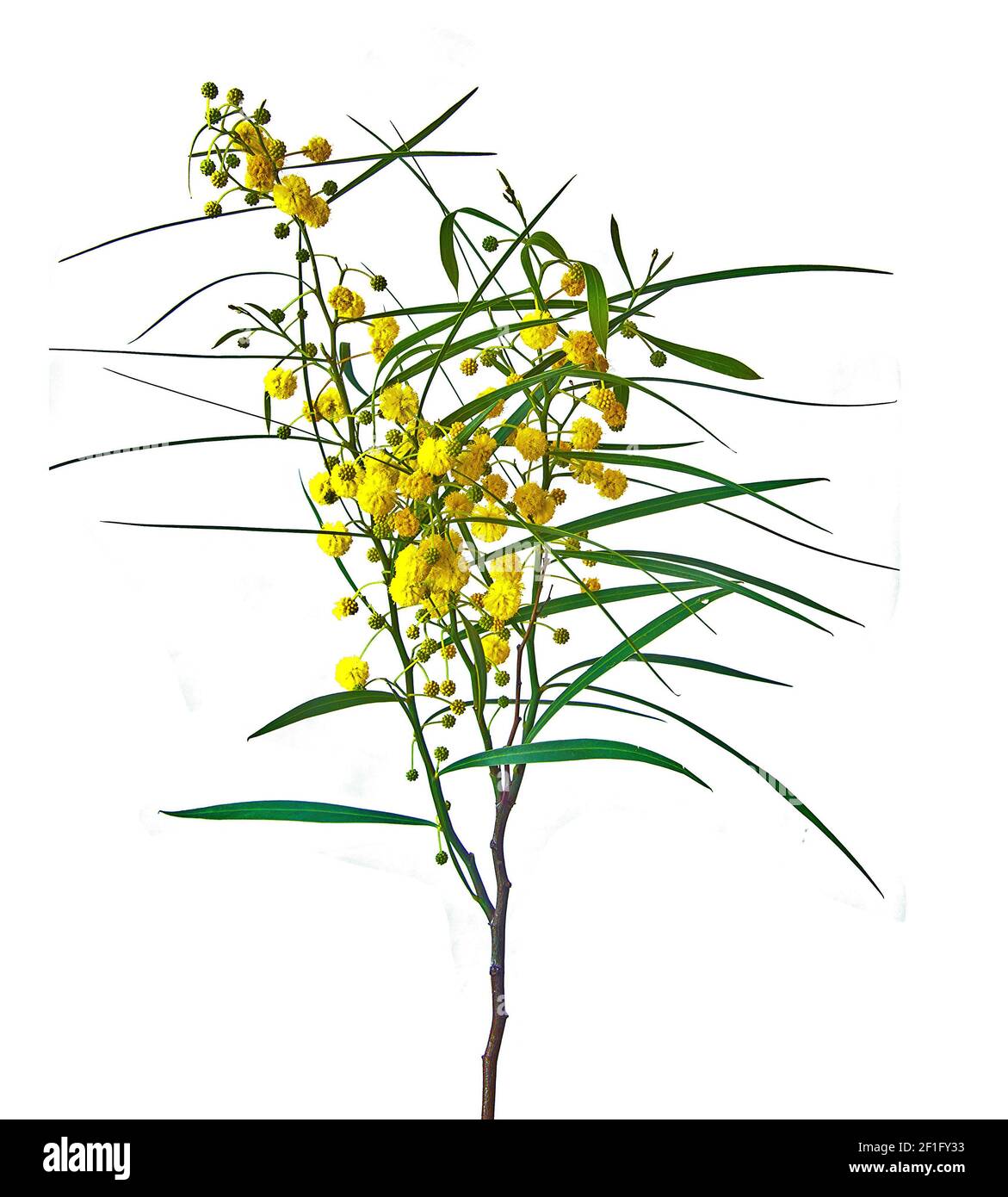 On The Origin Of Thorns The Prelapsarian Acacia And The