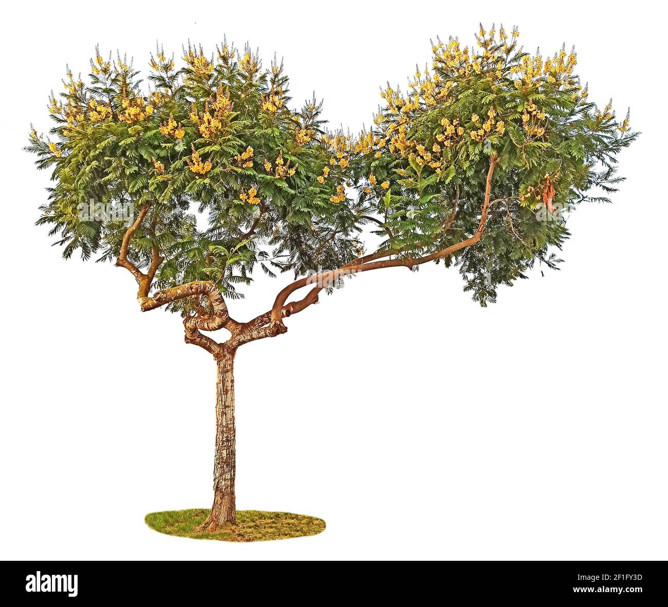 Accacia tree hi-res stock photography and images - Alamy