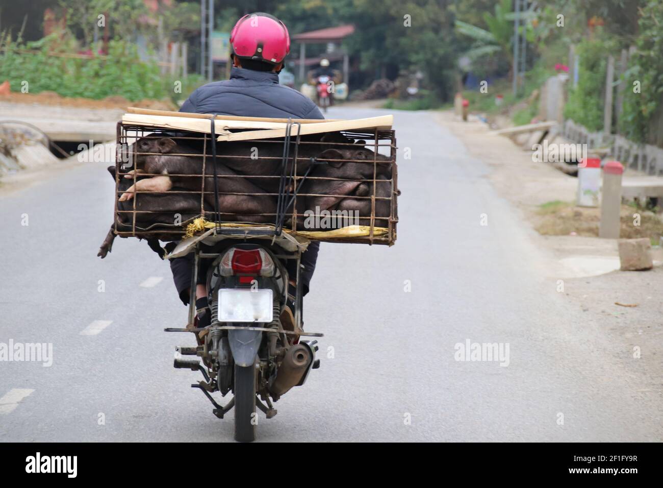 A back view of a motorcycle with a cage full of pigs Stock Photo - Alamy
