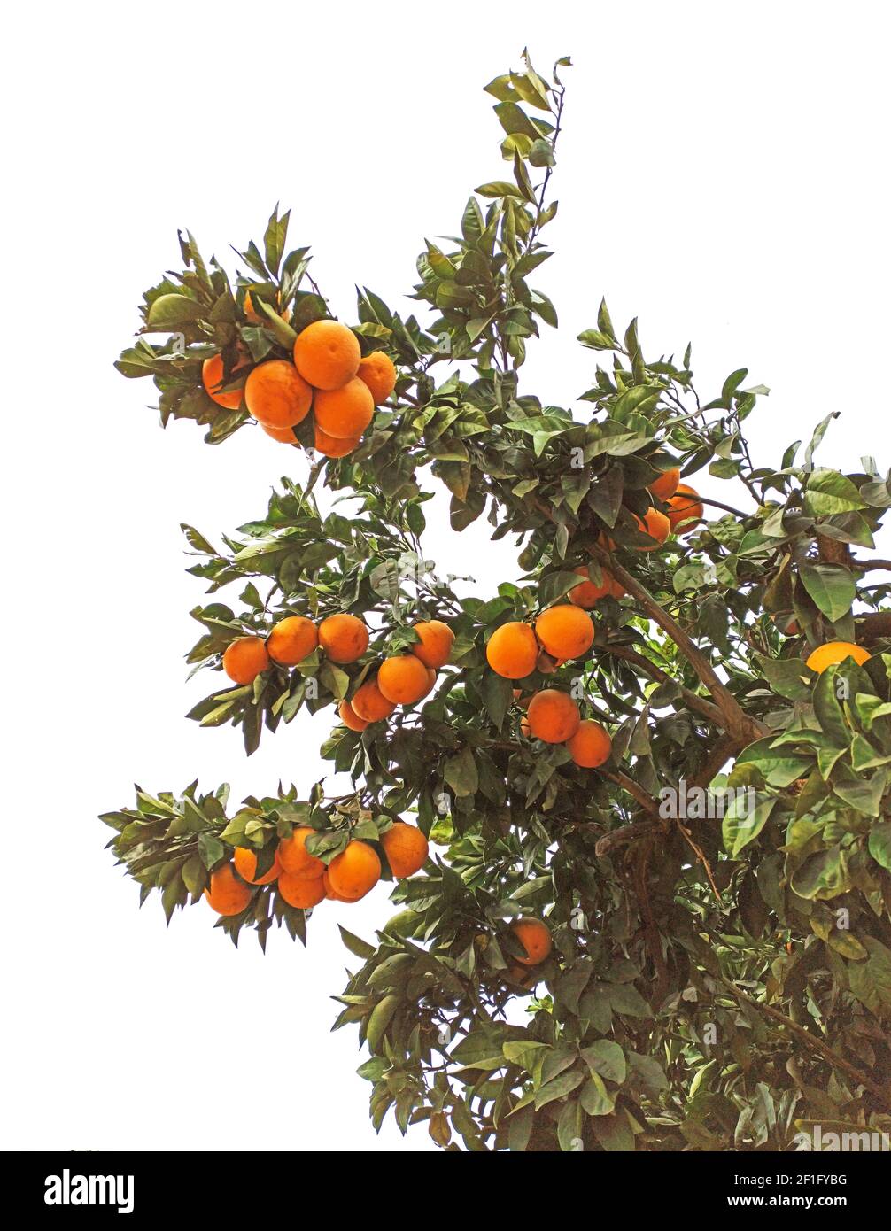 citrus tree on white background Stock Photo - Alamy