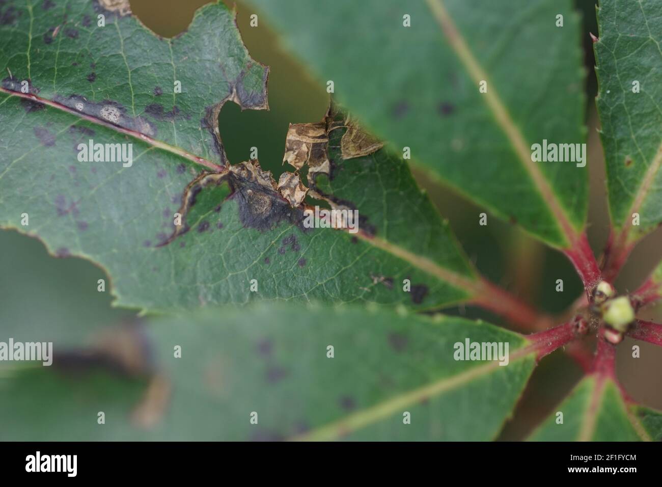 A closeup shot of a plant that has a pest Stock Photo - Alamy