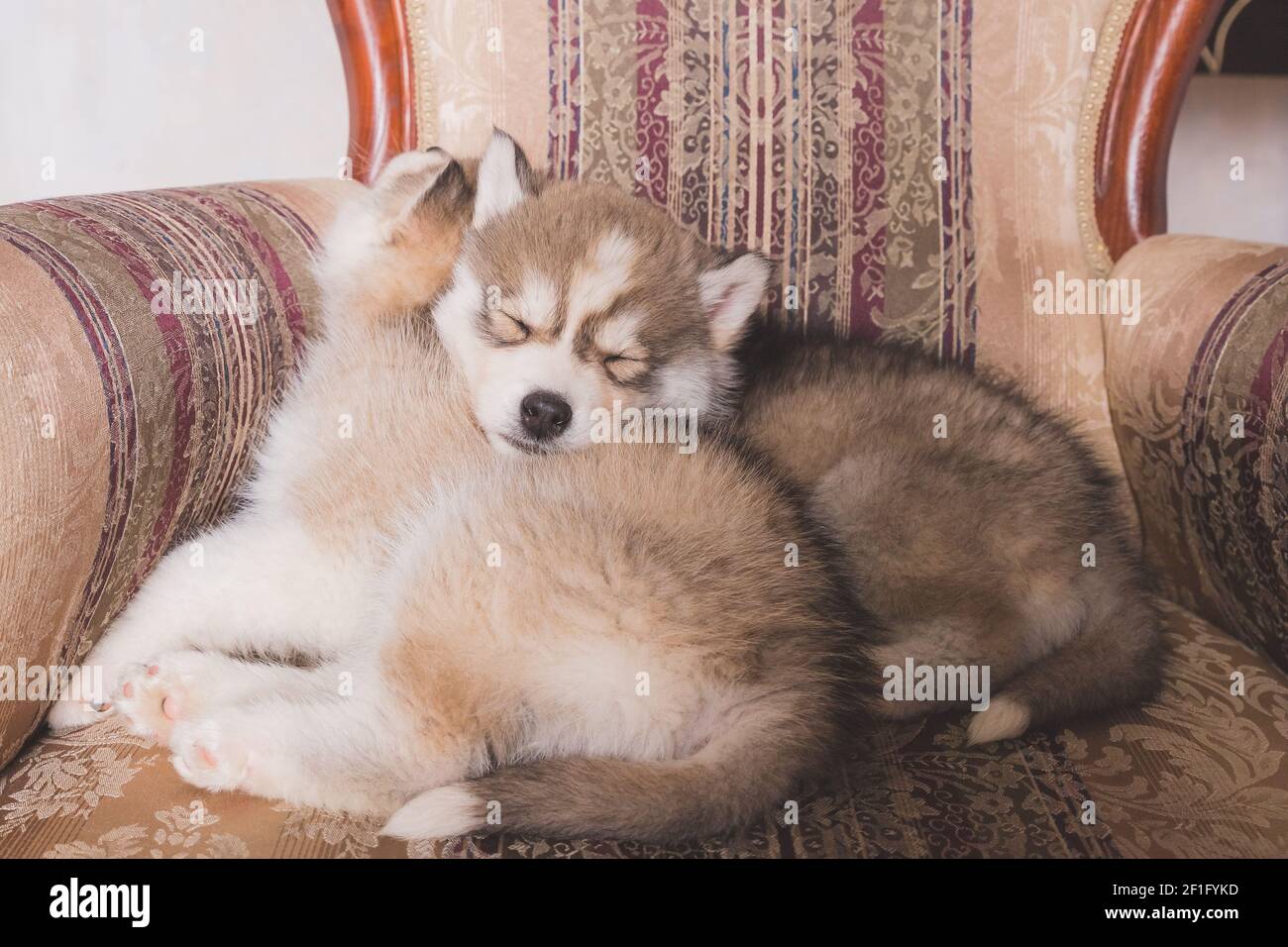 Copper Husky Mix