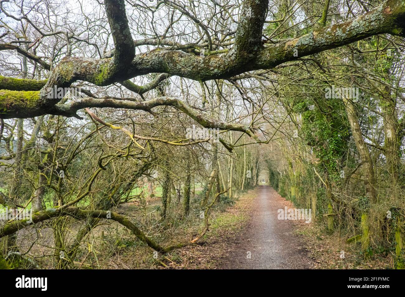 The Ystwyth Trail,a 21 mile,34 kilometer,multi-use trail,used, by dog ...