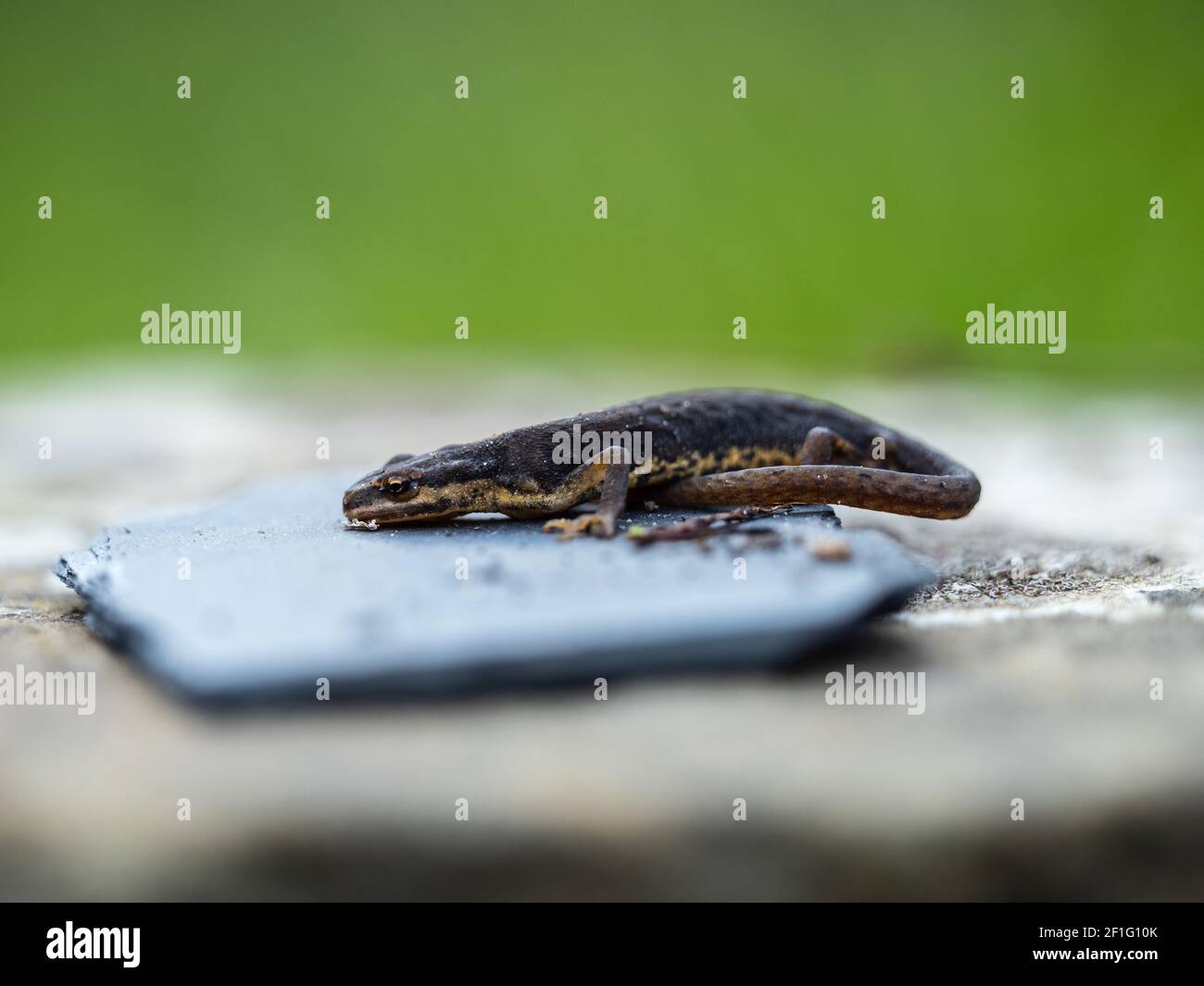 Northern smooth newt hi-res stock photography and images - Alamy