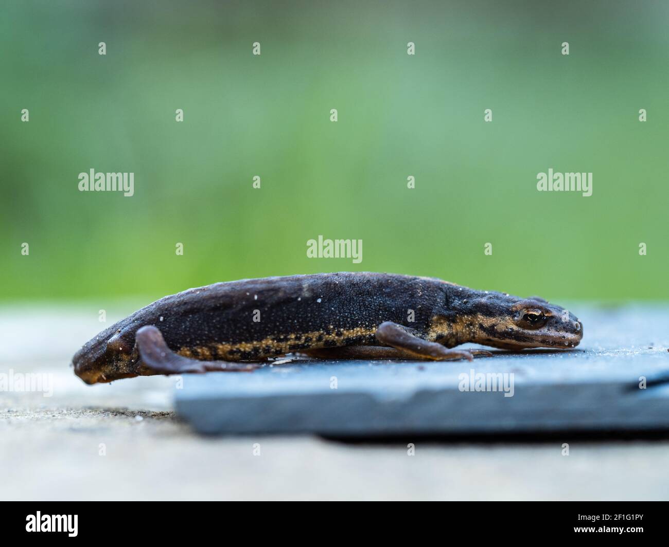 Smooth newt, lissotriton vulgaris uk hi-res stock photography and ...