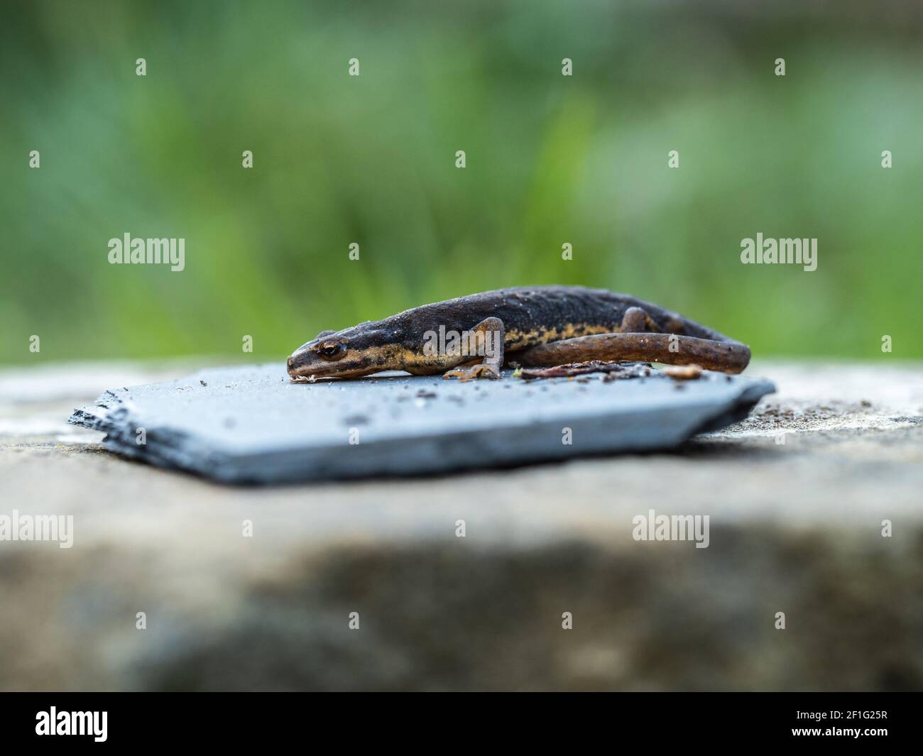 Common newt, uk hi-res stock photography and images - Alamy