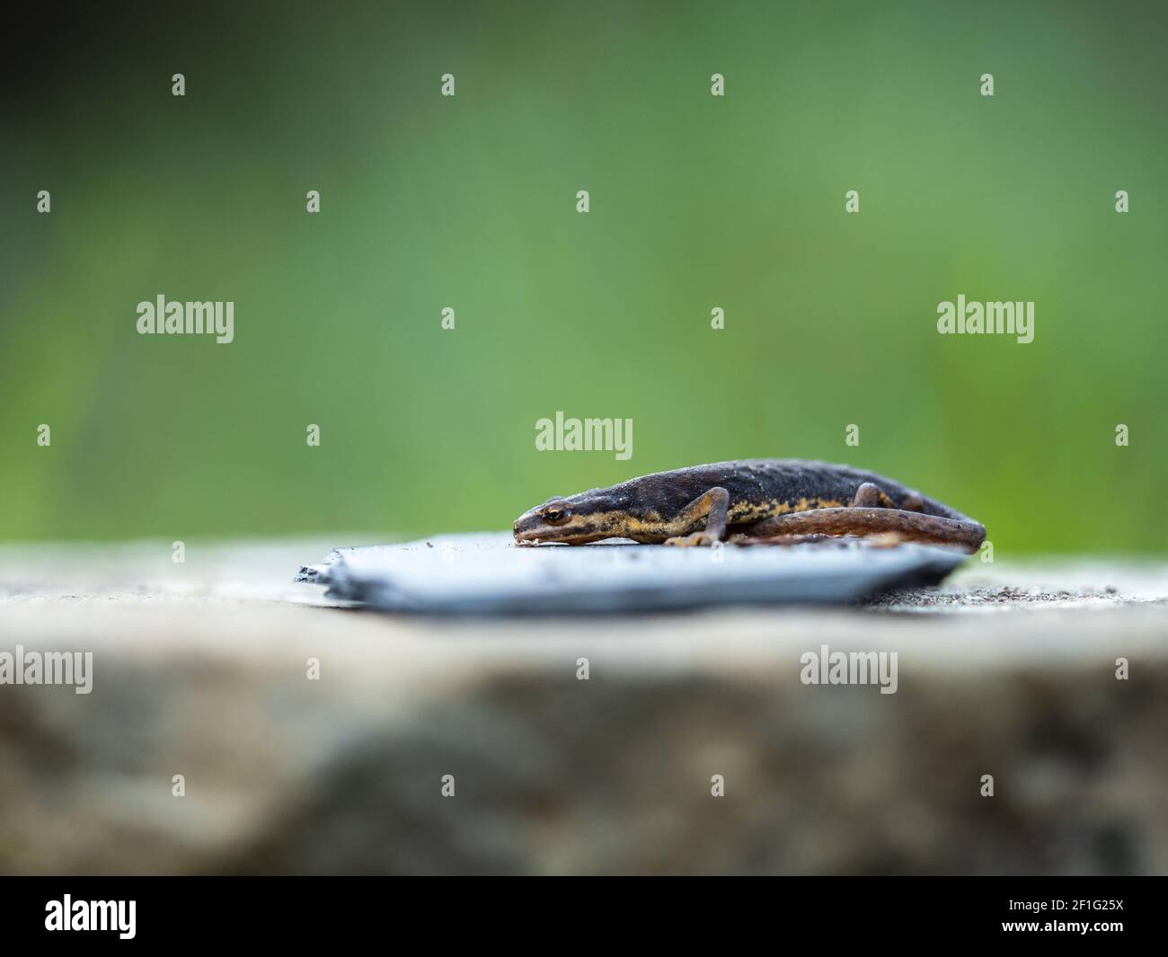 Young Smooth Newt 4cm long Stock Photo - Alamy