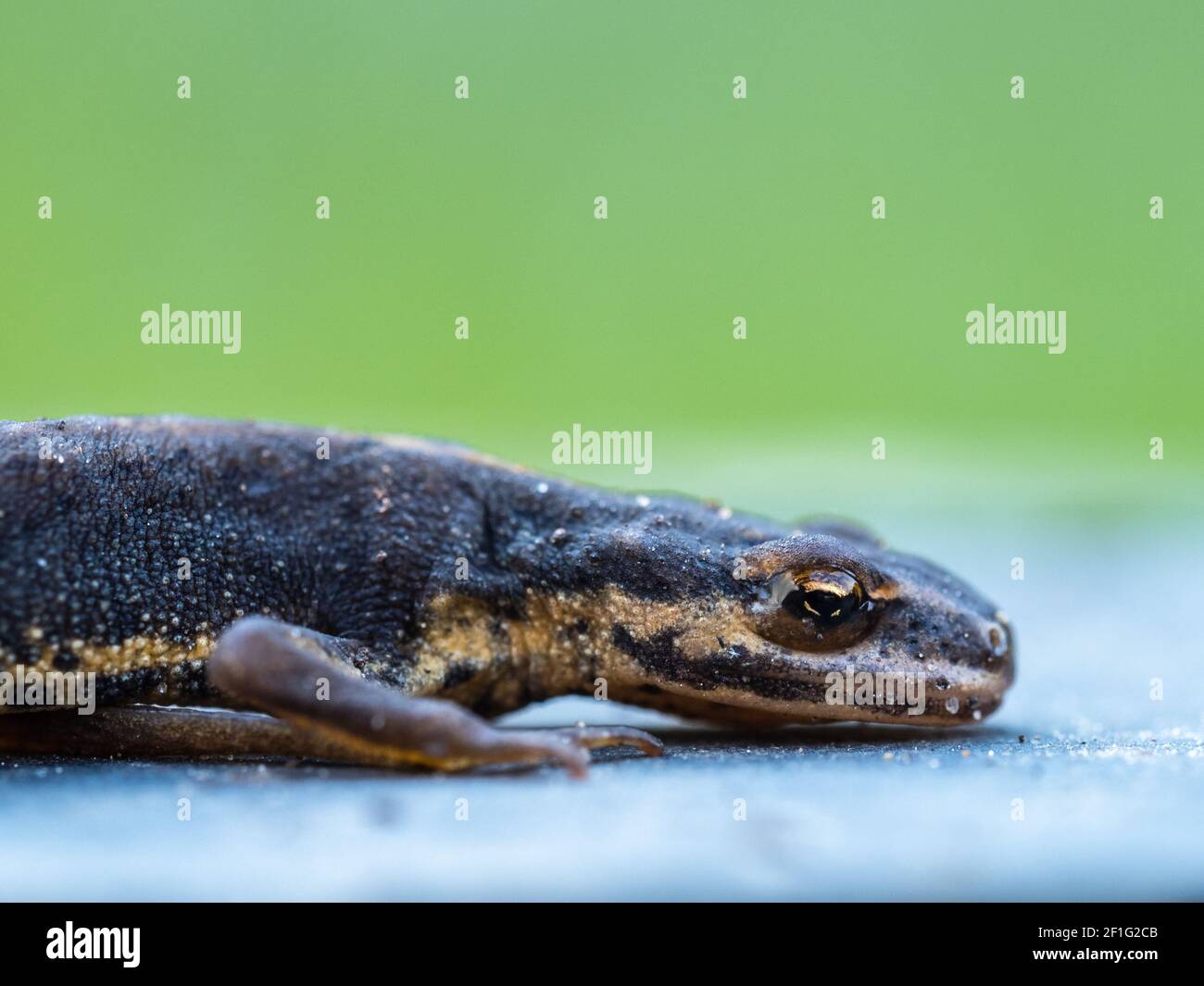 Northern smooth newt hi-res stock photography and images - Alamy